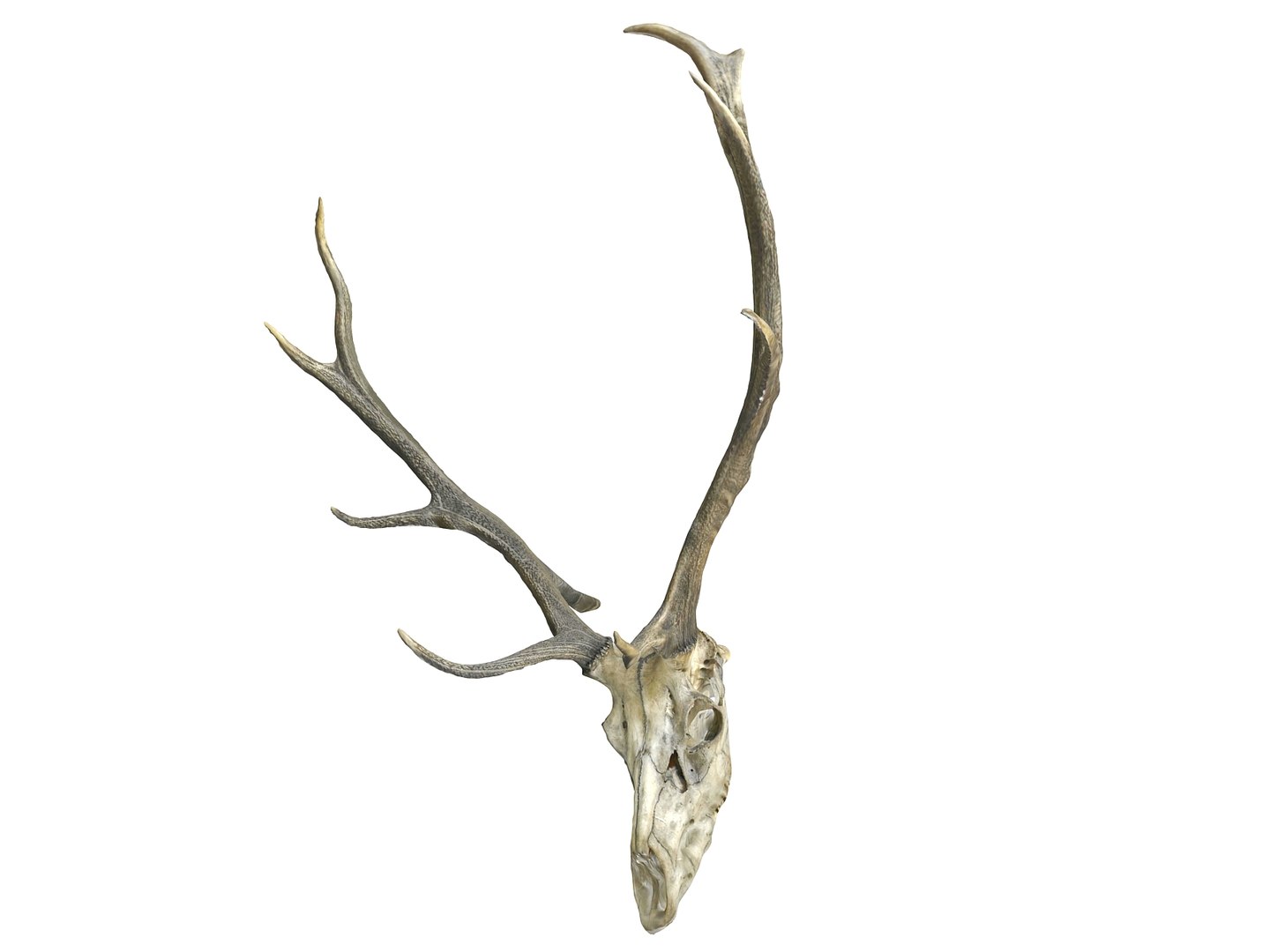 3D skull pack - TurboSquid 1573571