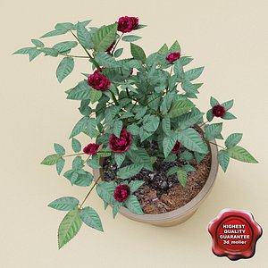 Judy Fischer Roses 3D Models for Download | TurboSquid