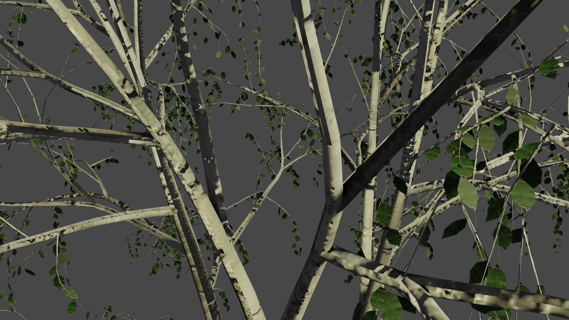 Birch Tree 3D Model - TurboSquid 1984782