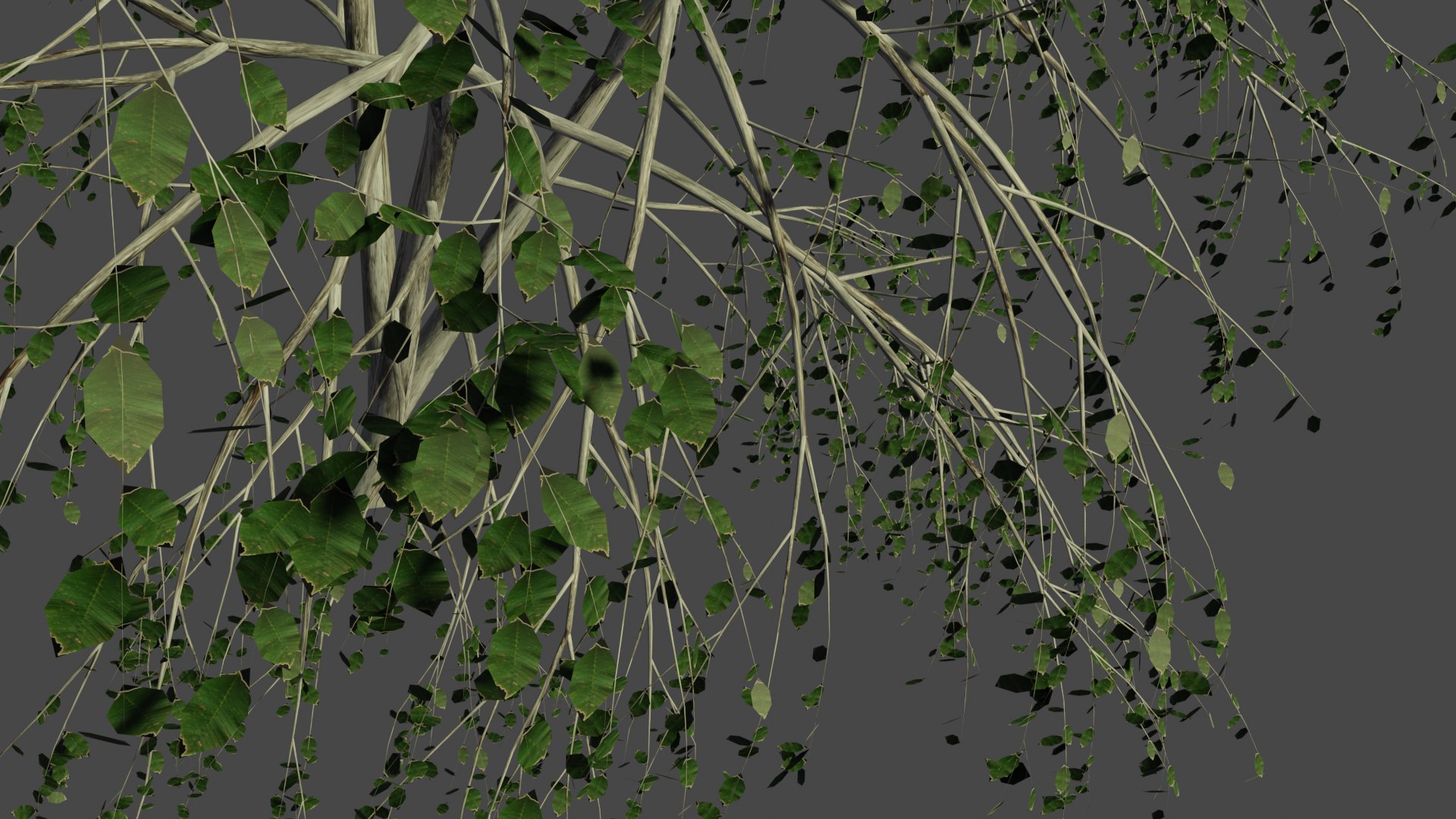 Birch Tree 3D Model - TurboSquid 1984782