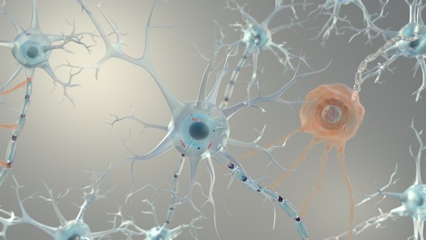 Nerve Cell 3D Models for Download | TurboSquid