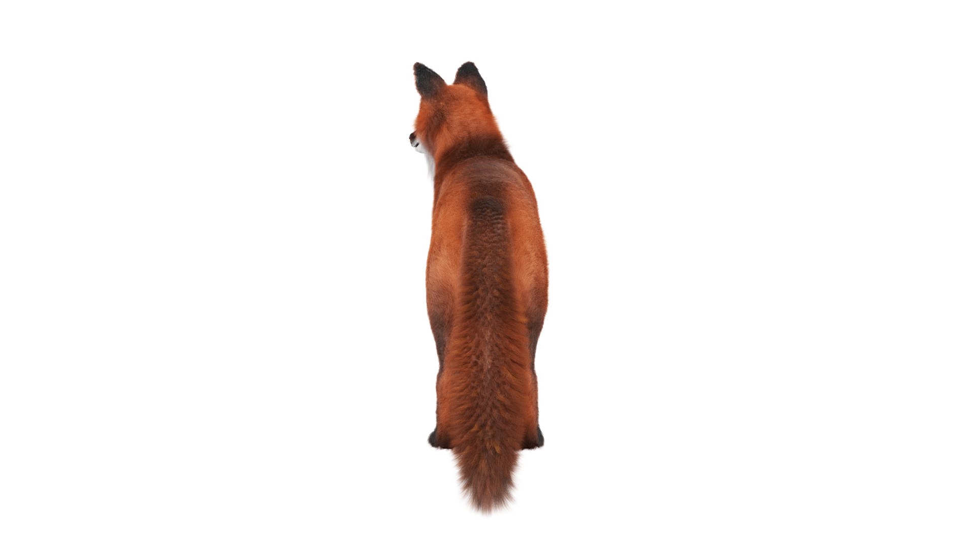 3D Fox Rigged 3D Model - TurboSquid 2264678