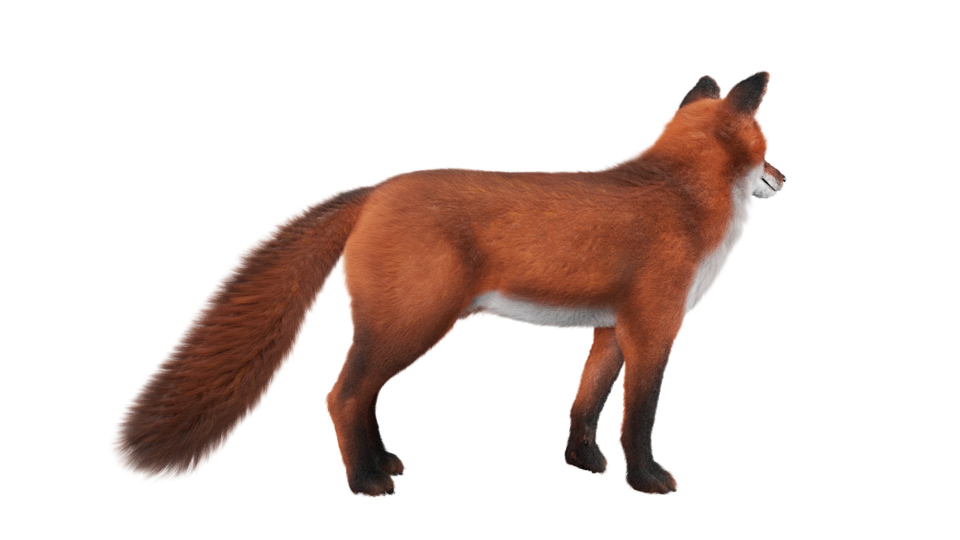 3D Fox Rigged 3D Model - TurboSquid 2264678