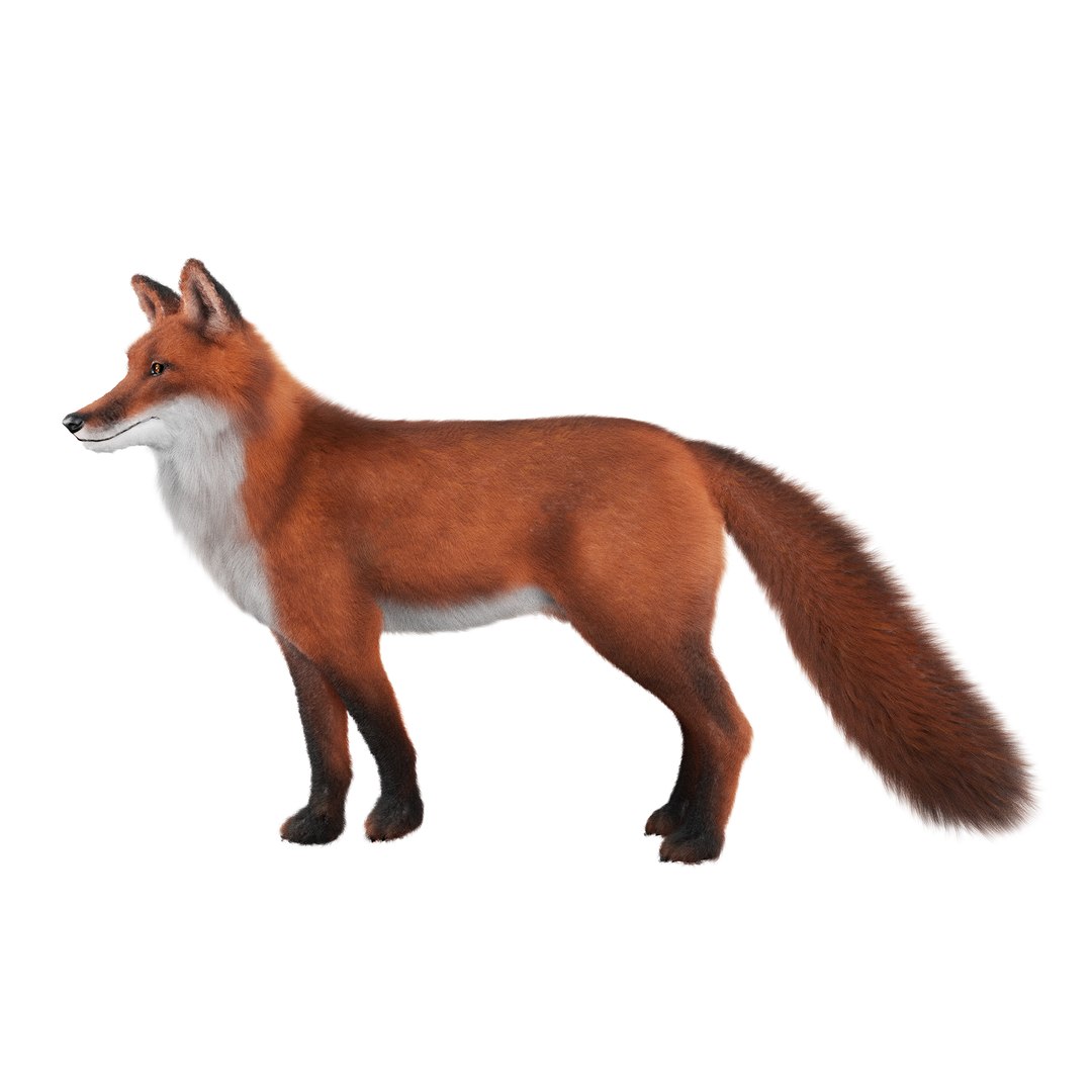 3D Fox Rigged 3D Model - TurboSquid 2264678