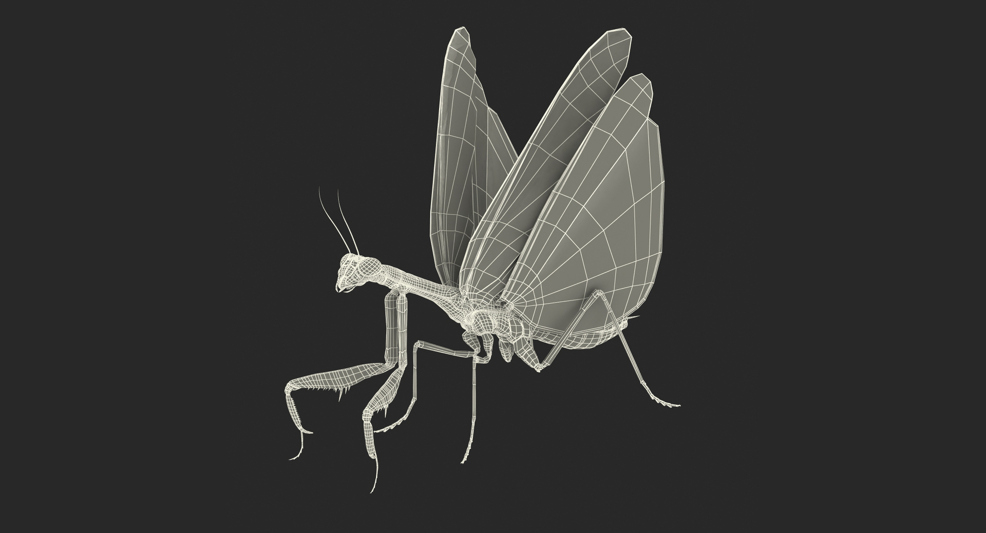 3D european mantis rigged fur model - TurboSquid 1270856