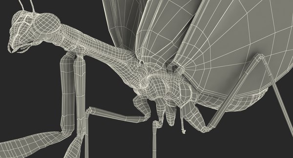 3D european mantis rigged fur model - TurboSquid 1270856