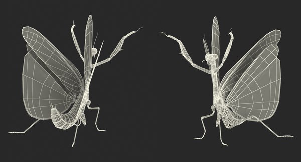 3D european mantis rigged fur model - TurboSquid 1270856