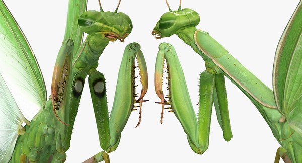 3D european mantis rigged fur model - TurboSquid 1270856