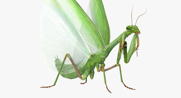 3D european mantis rigged fur model - TurboSquid 1270856