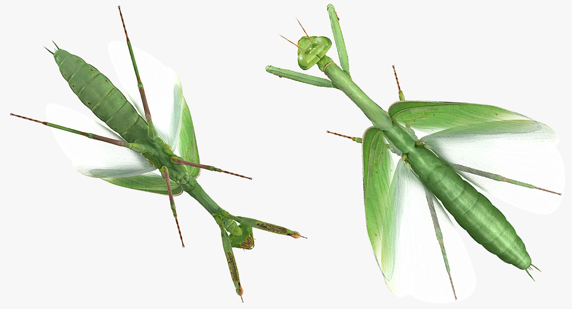 3D european mantis rigged fur model - TurboSquid 1270856