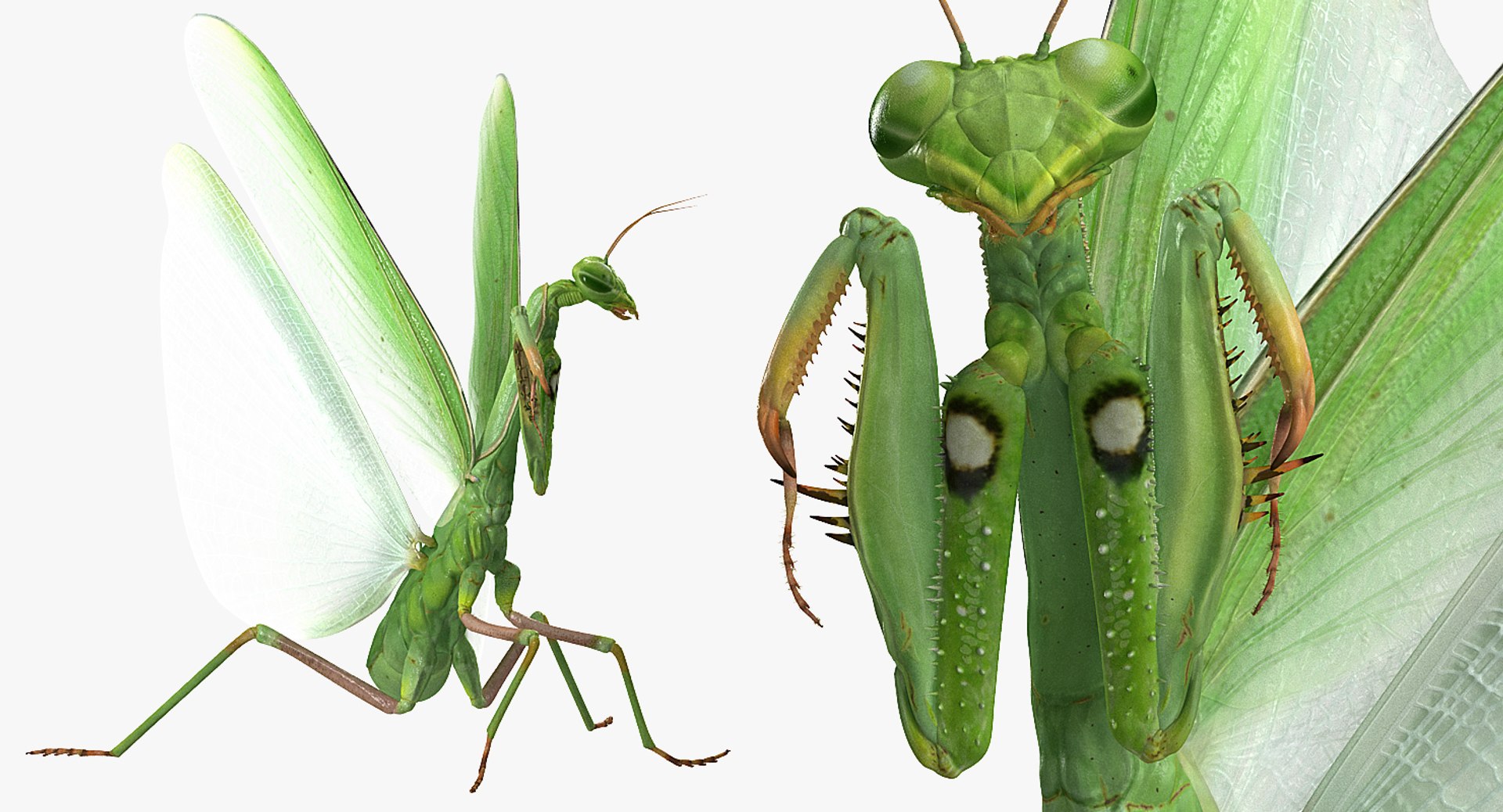 3D european mantis rigged fur model - TurboSquid 1270856