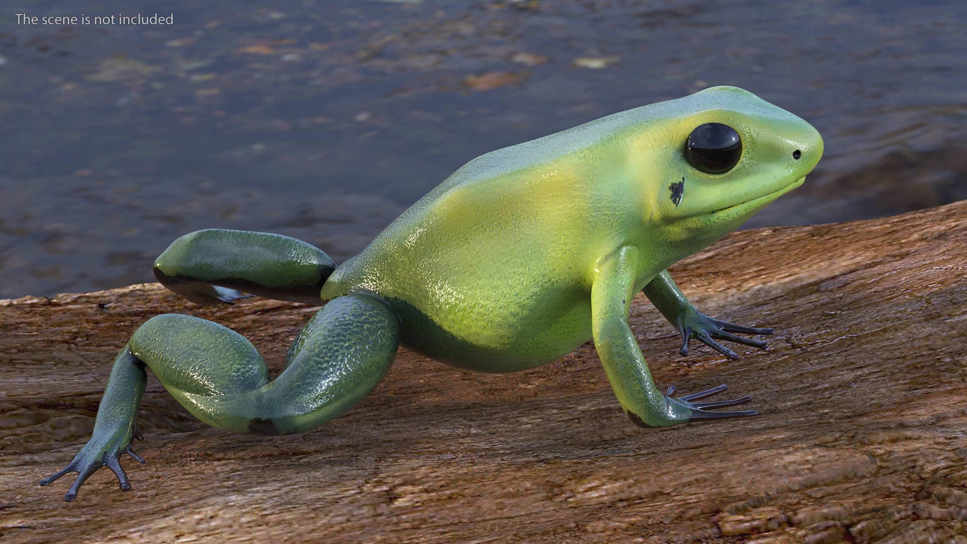 Poison Arrow Frog Green Morph Crawling Pose Model - TurboSquid 2188789