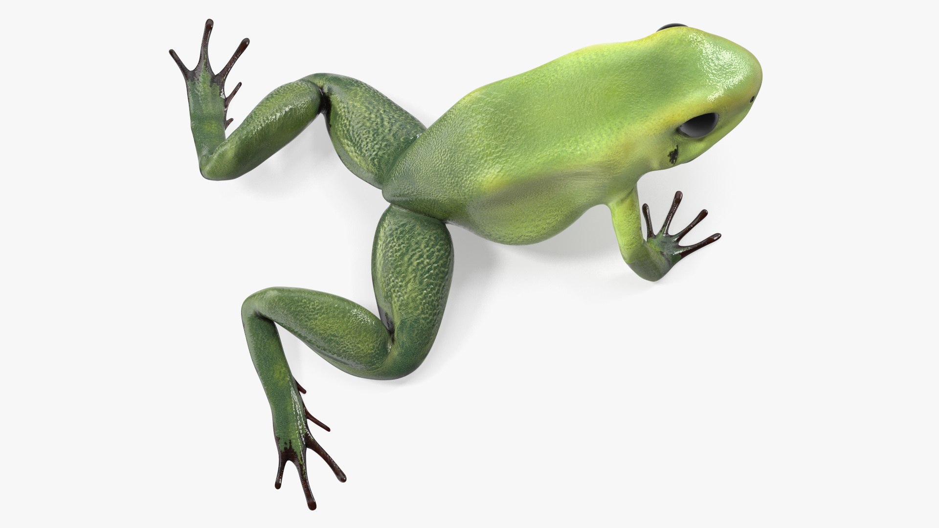 Poison Arrow Frog Green Morph Crawling Pose Model - TurboSquid 2188789