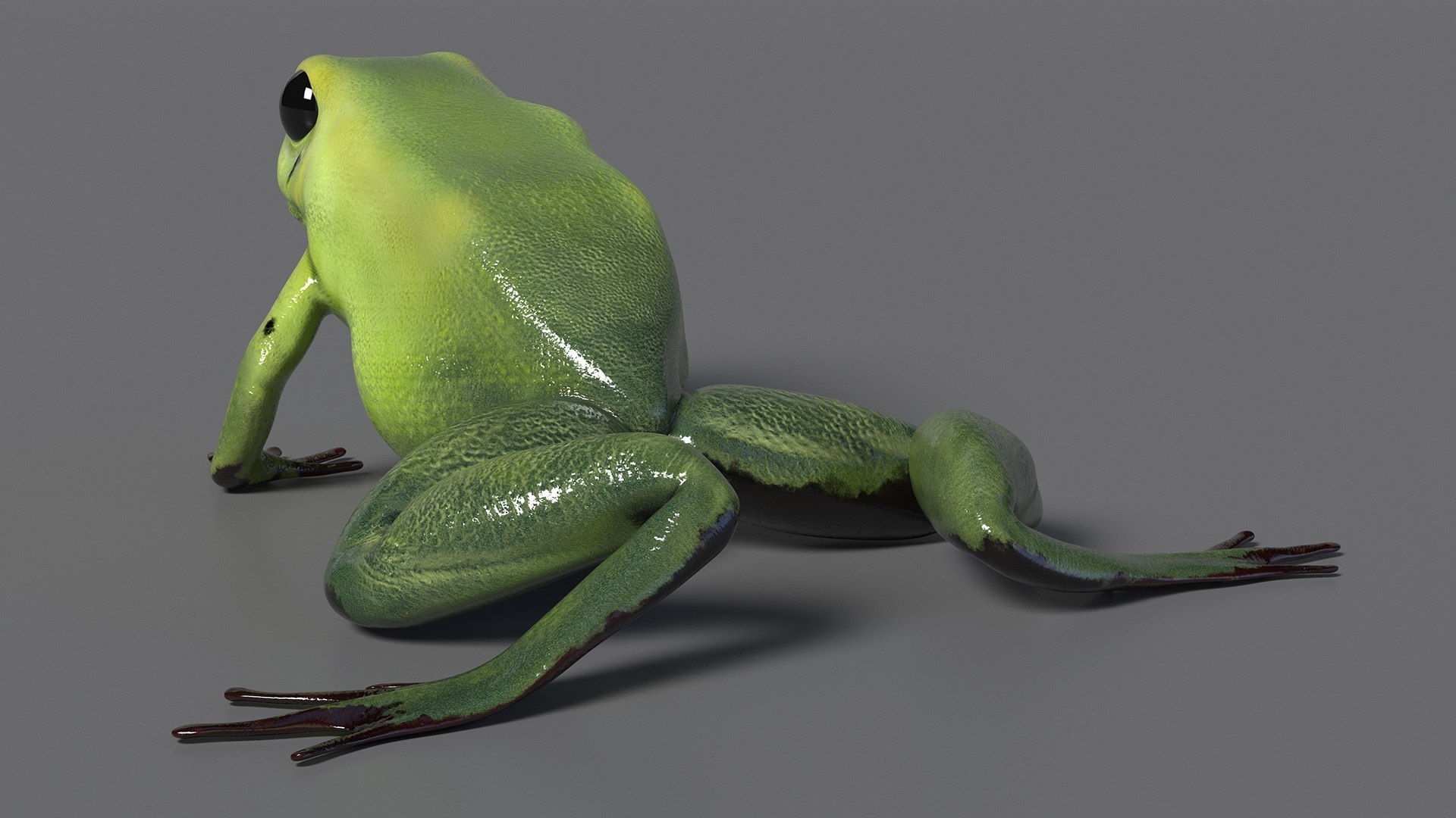 Poison Arrow Frog Green Morph Crawling Pose Model - TurboSquid 2188789