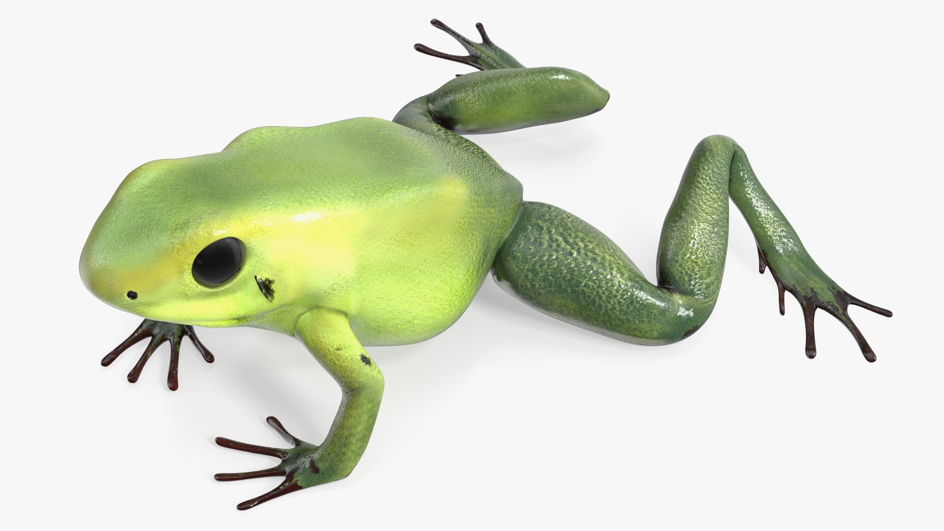 Poison Arrow Frog Green Morph Crawling Pose Model - TurboSquid 2188789