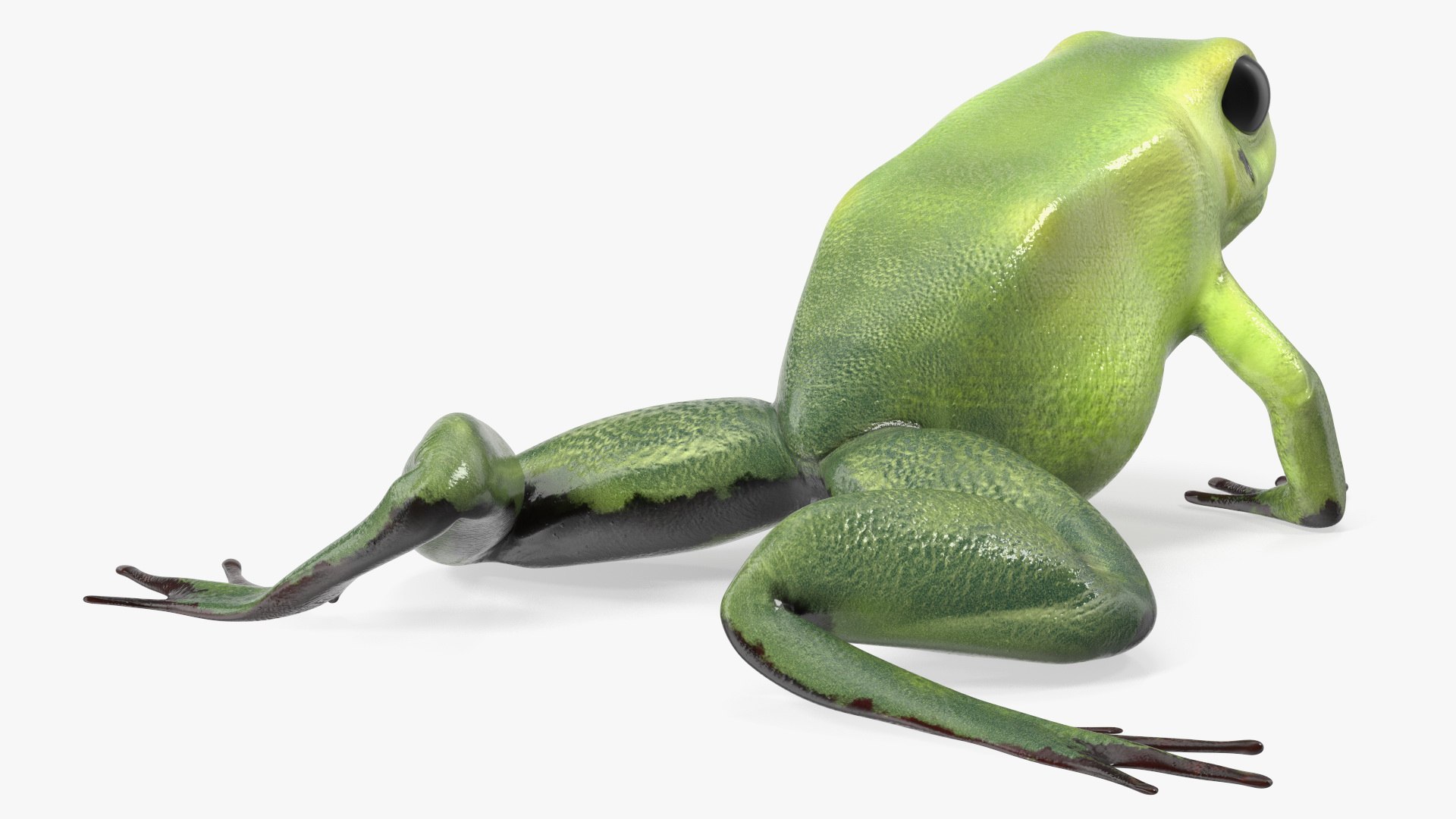 Poison Arrow Frog Green Morph Crawling Pose Model - TurboSquid 2188789