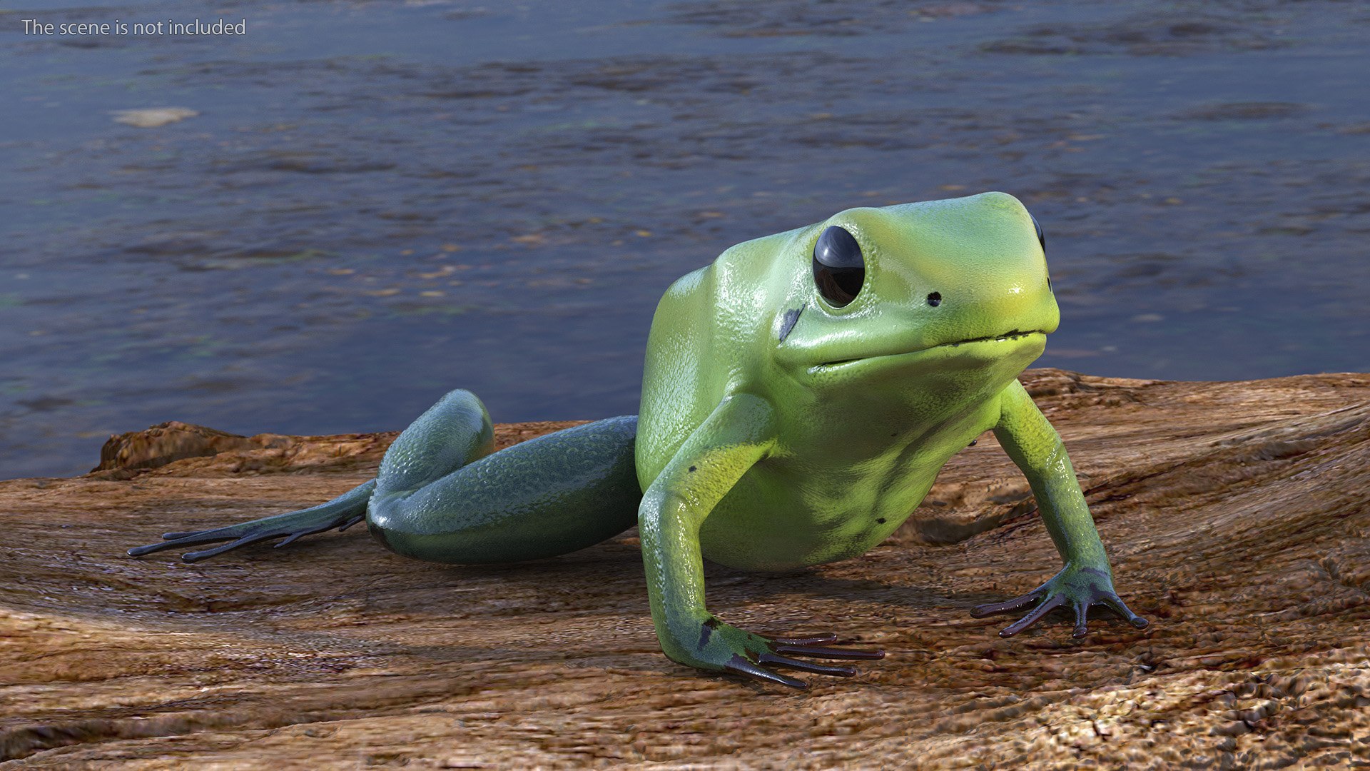 Poison Arrow Frog Green Morph Crawling Pose Model - TurboSquid 2188789