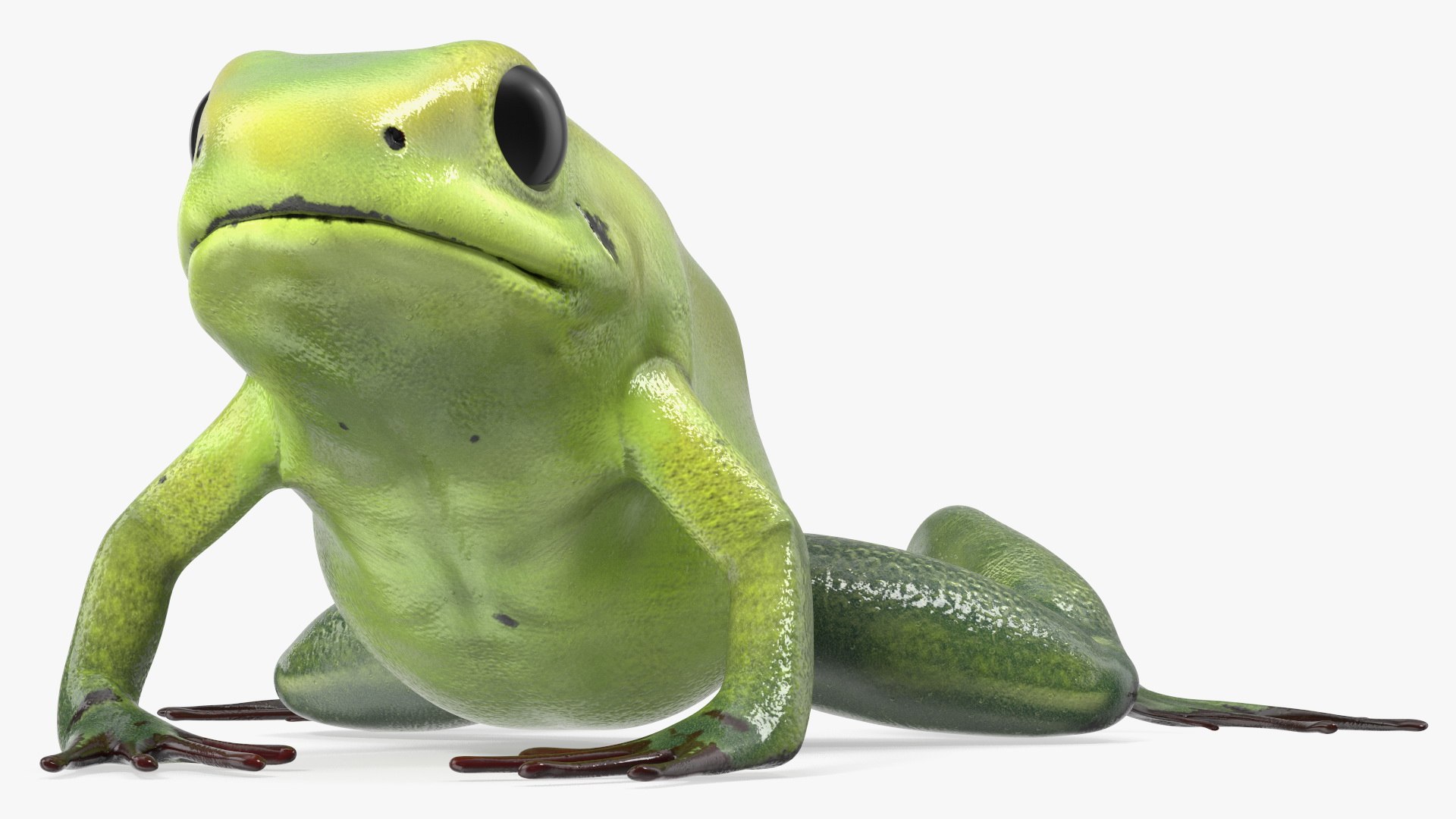 Poison Arrow Frog Green Morph Crawling Pose Model - TurboSquid 2188789