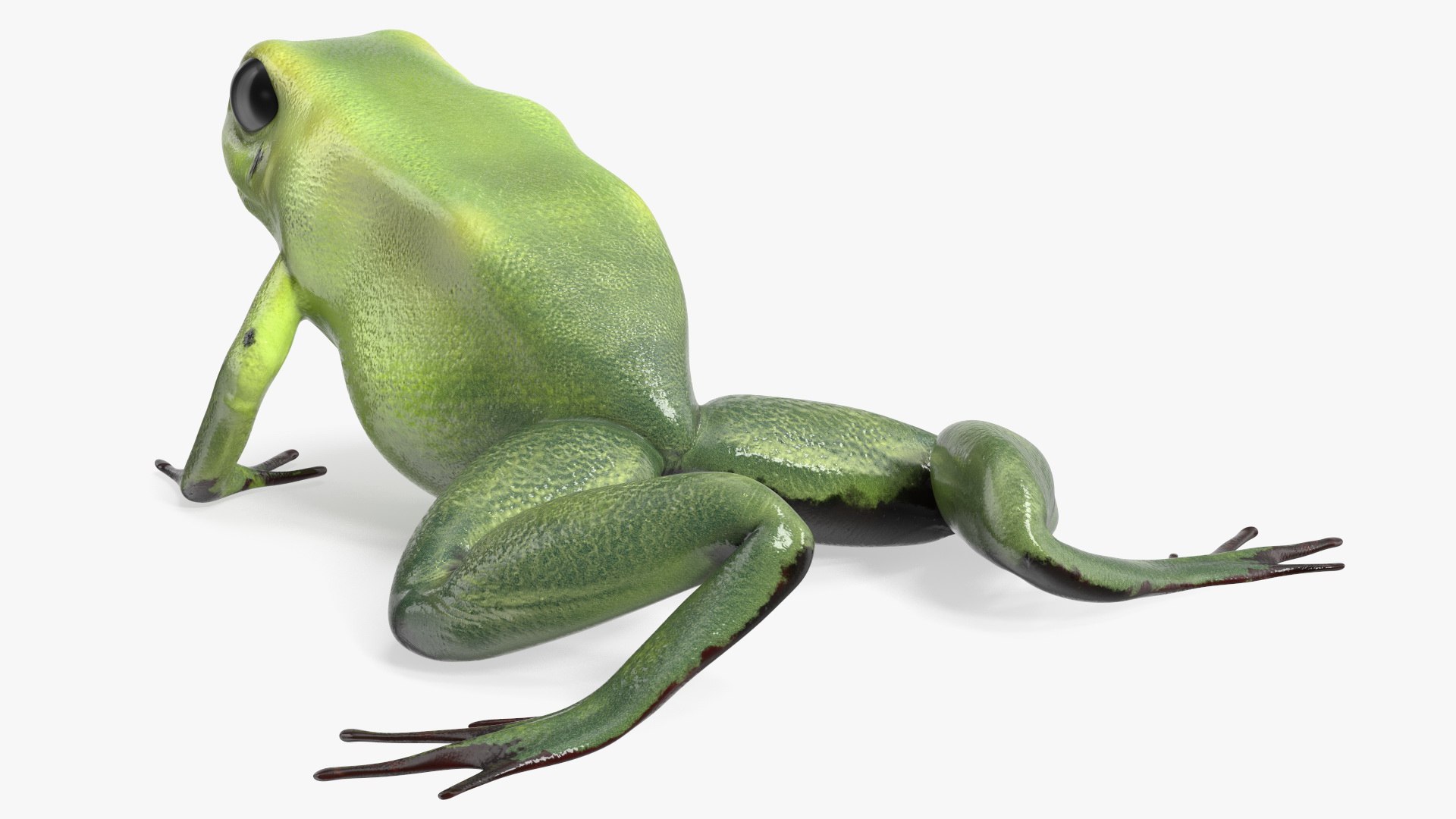 Poison Arrow Frog Green Morph Crawling Pose Model - TurboSquid 2188789