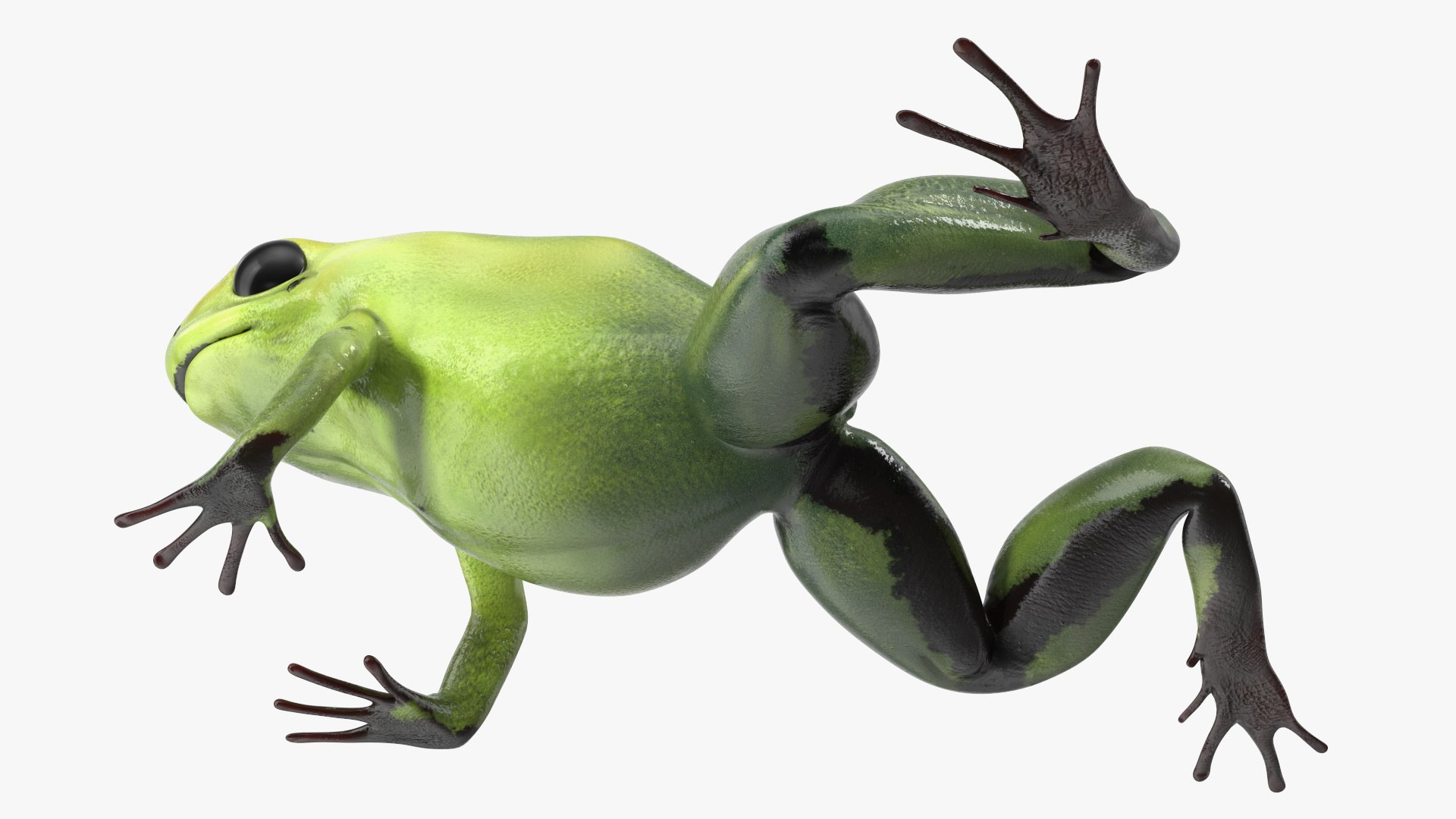Poison Arrow Frog Green Morph Crawling Pose Model - TurboSquid 2188789