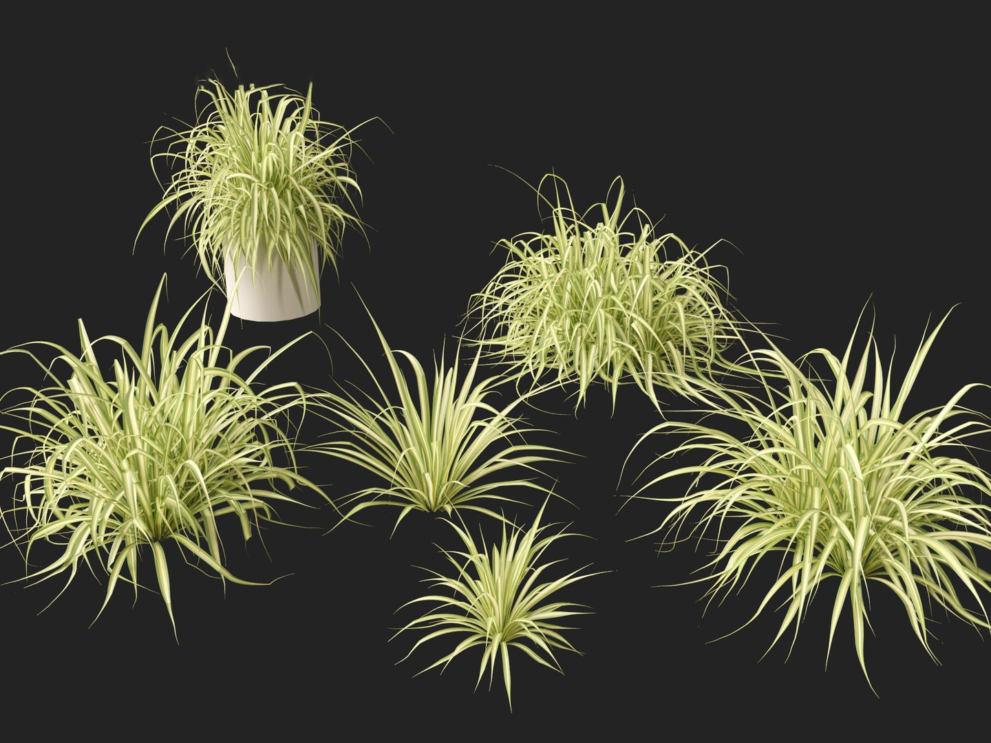 Pandanus Baptistii Variegata - Gold-Striped Screw Pine 3D Model ...