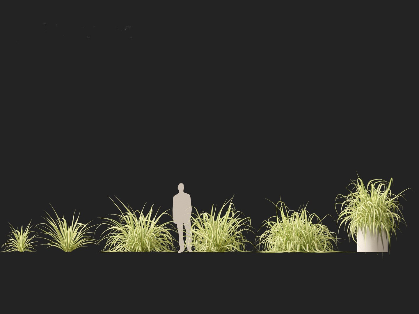 Pandanus Baptistii Variegata - Gold-Striped Screw Pine 3D Model ...