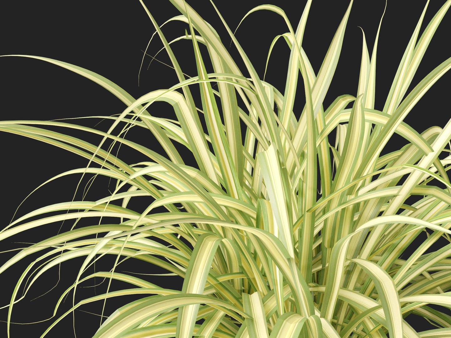 Pandanus Baptistii Variegata - Gold-Striped Screw Pine 3D Model ...