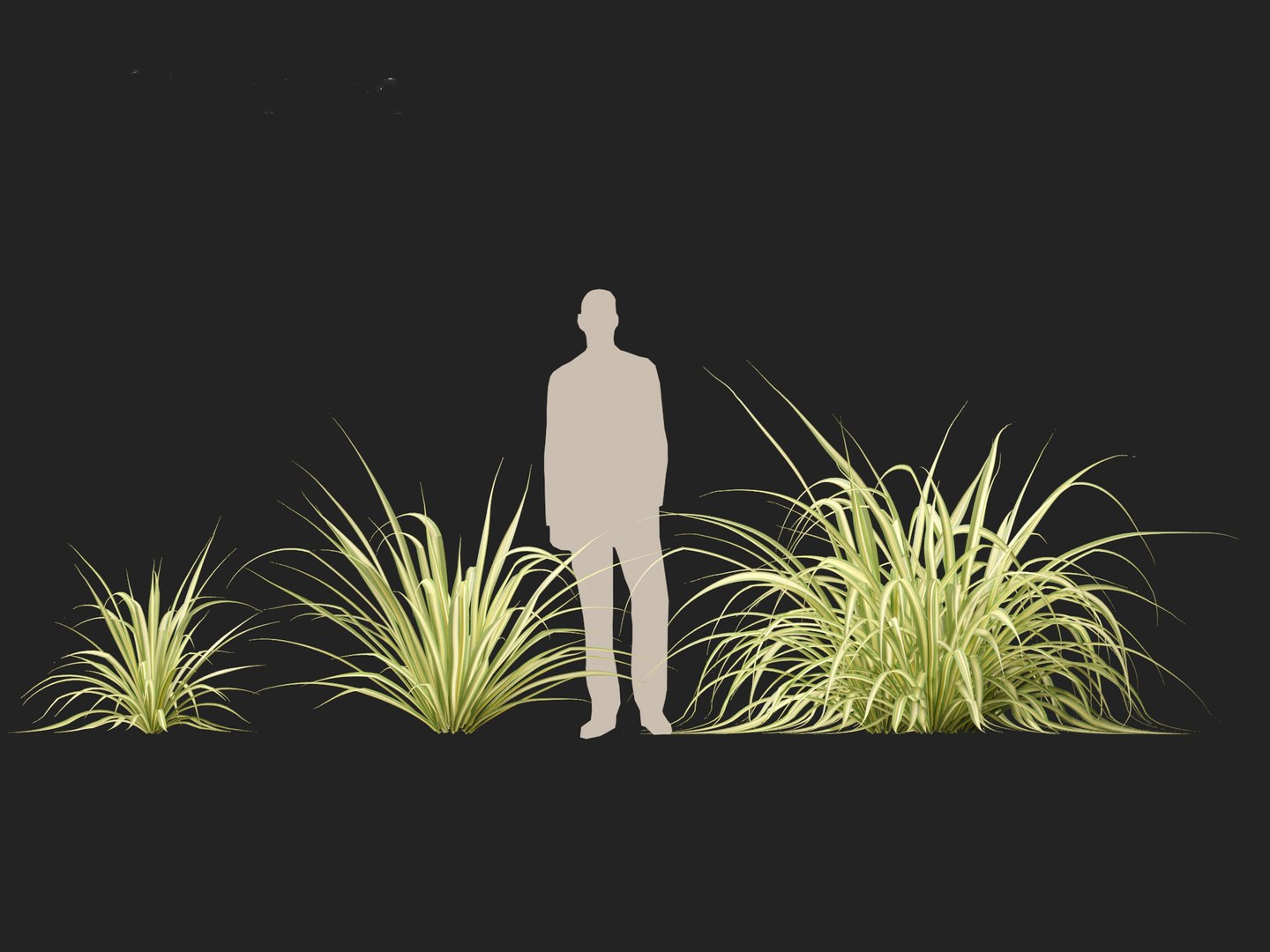 Pandanus Baptistii Variegata - Gold-Striped Screw Pine 3D Model ...