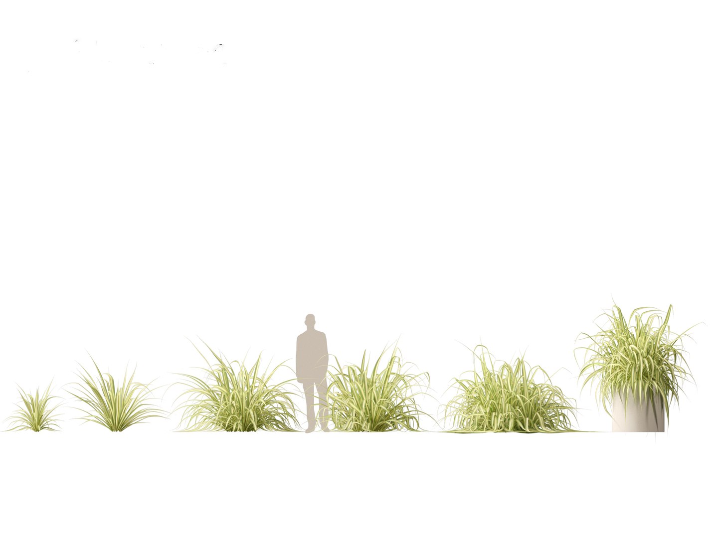 Pandanus Baptistii Variegata - Gold-Striped Screw Pine 3D Model ...