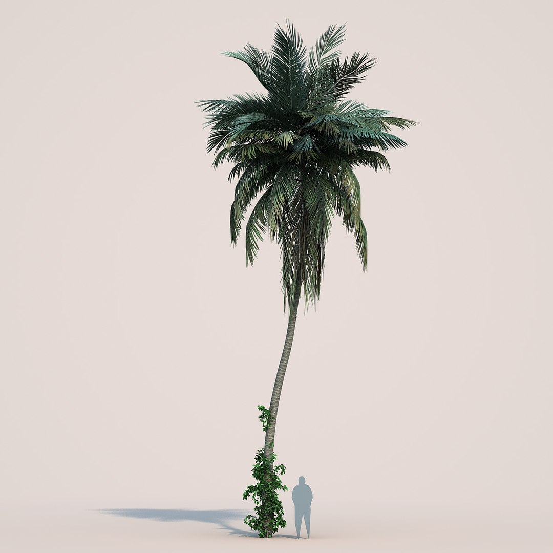 Coconut Palm Max