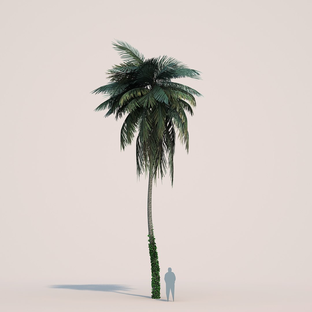 Coconut Palm Max