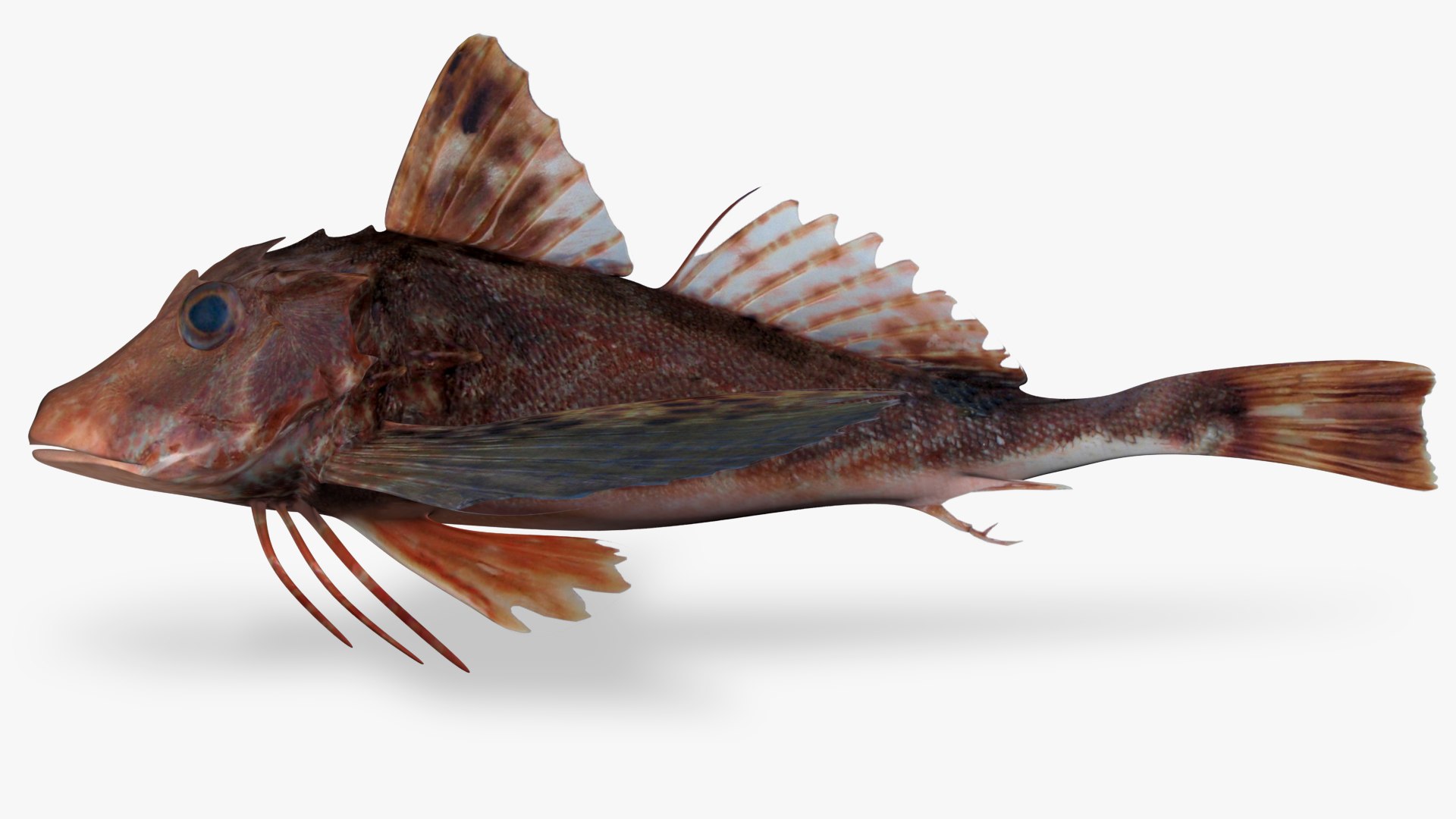 Saltwater Fish Colection 6 3D Model - TurboSquid 1831676