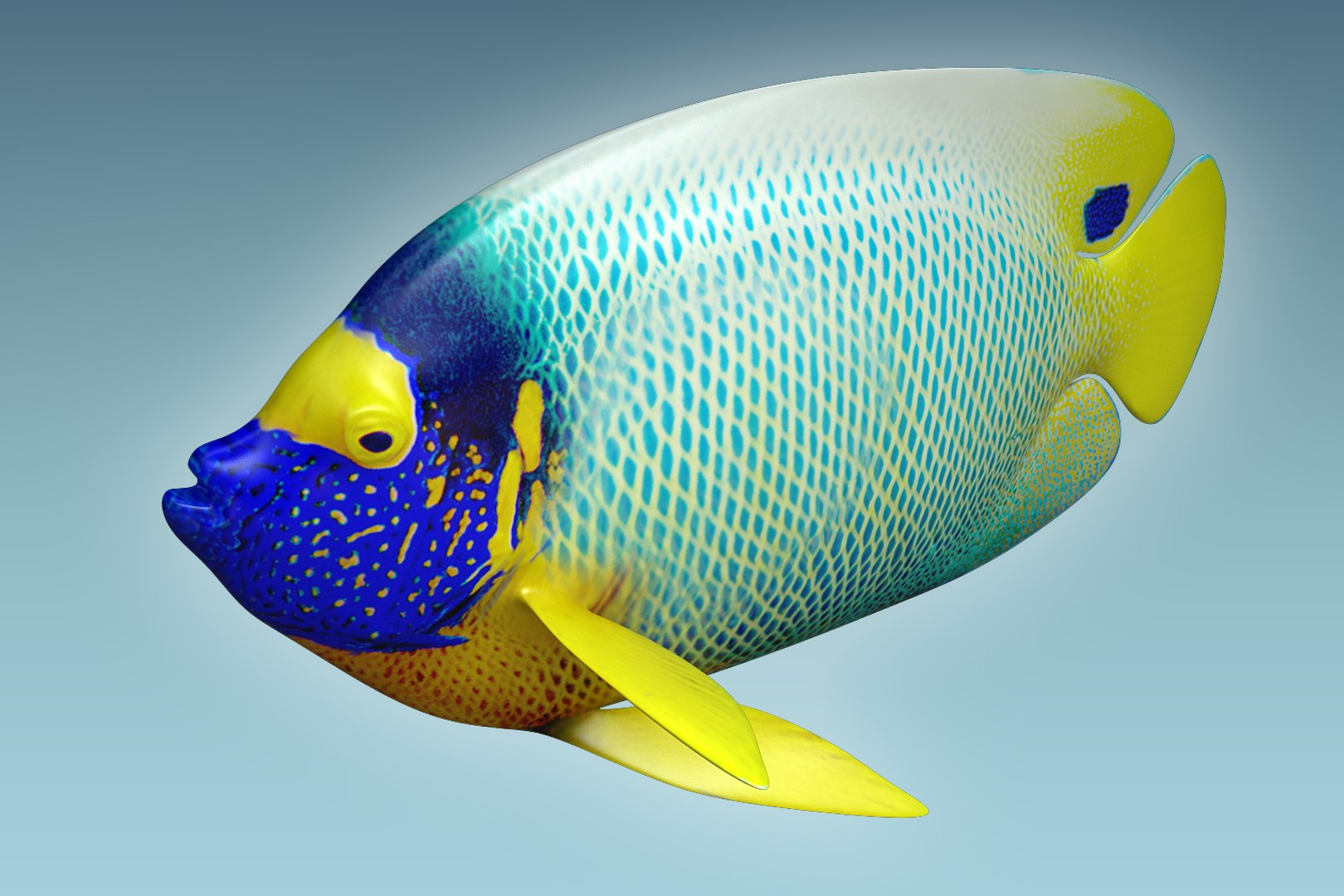 3D angle fish 16 model - TurboSquid 1208438