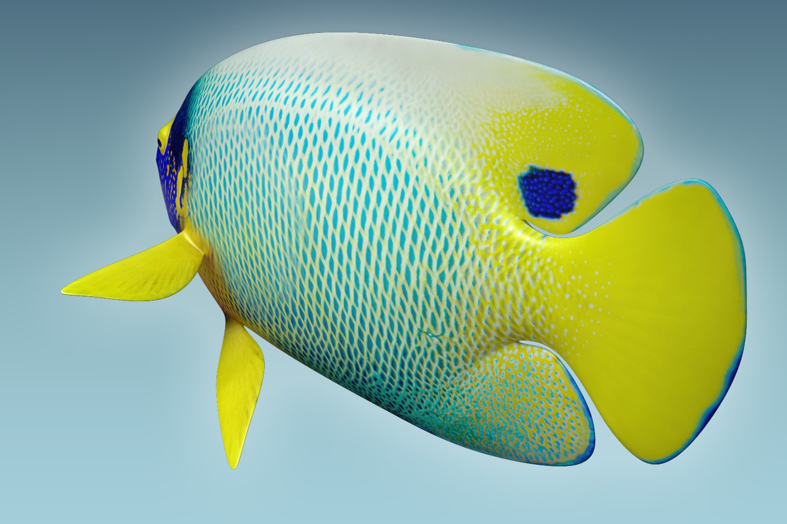 3D angle fish 16 model - TurboSquid 1208438