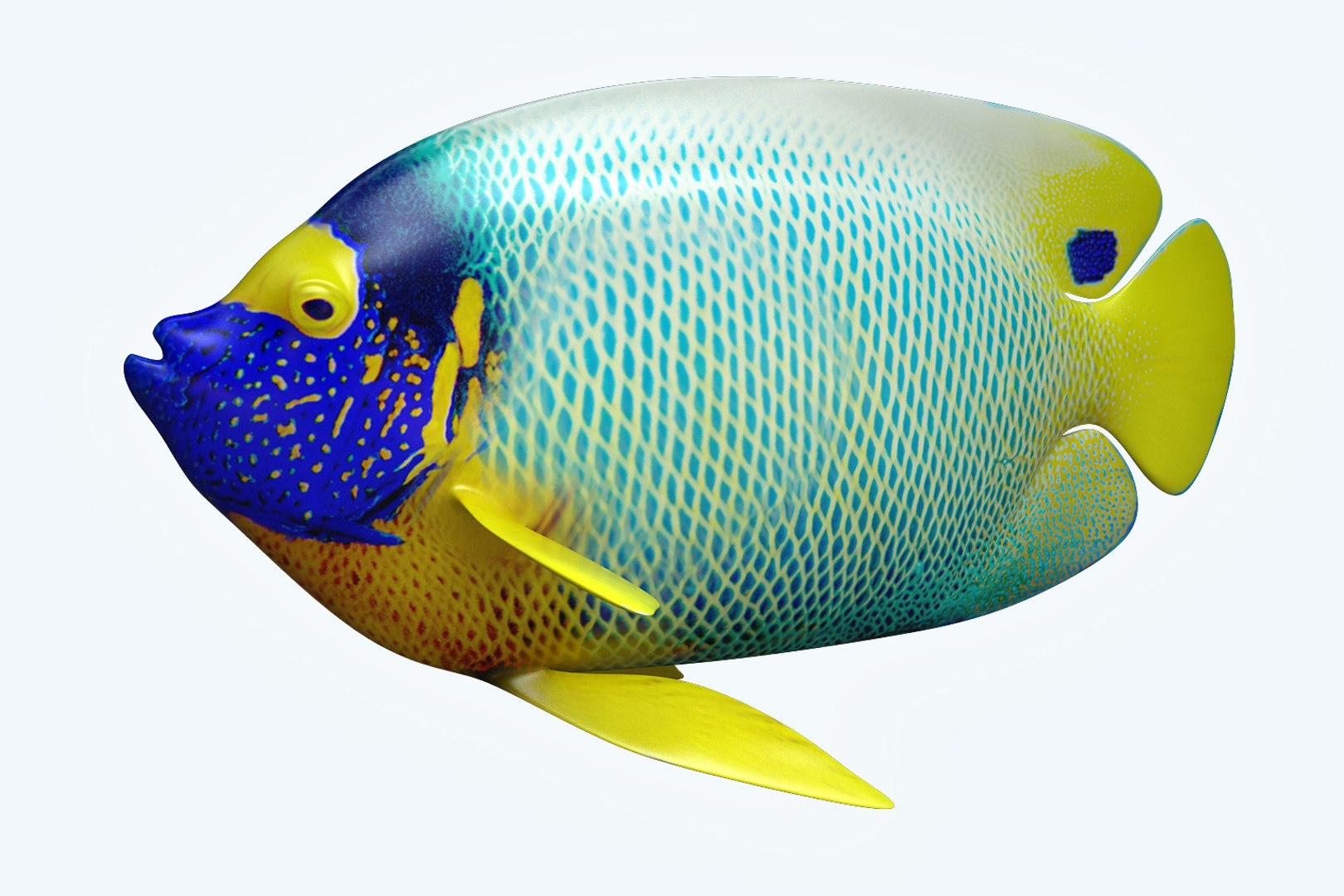 3D angle fish 16 model - TurboSquid 1208438