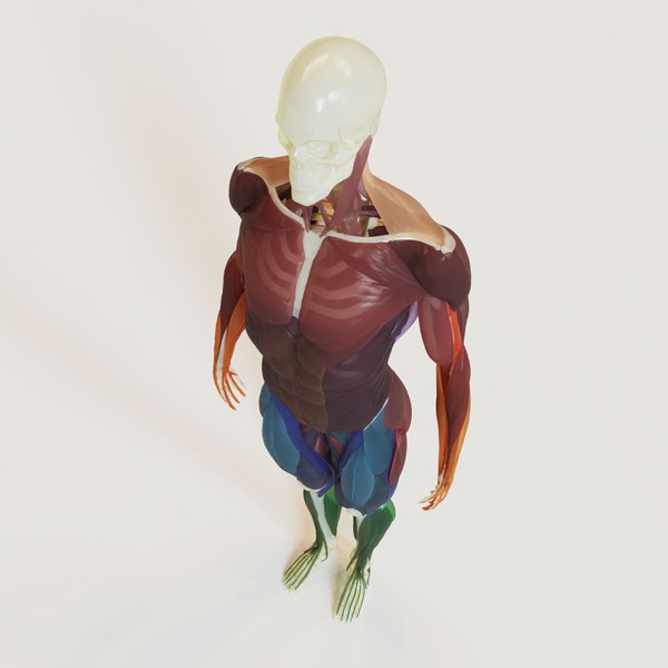muscles skeleton musculature 3d model