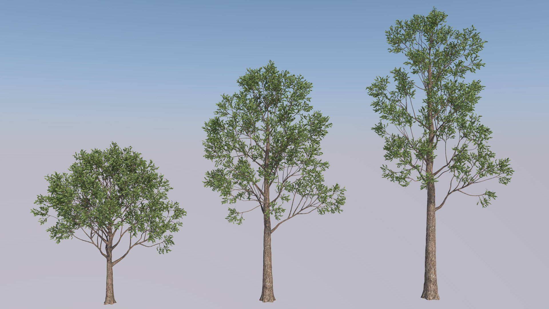3D High-Quality Tree Collection 3 Variations Per Tree Detailed ...