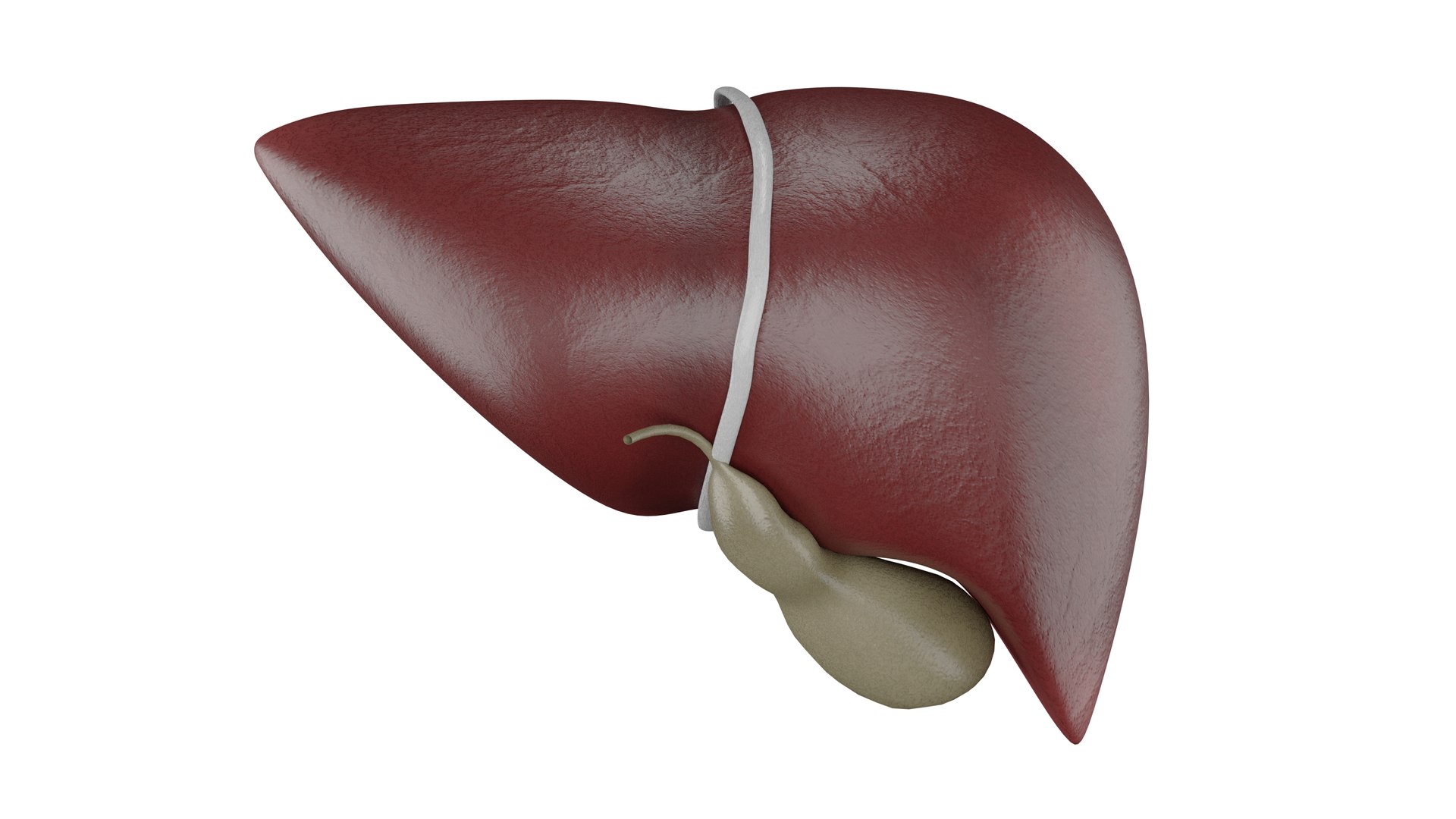 Human Liver 3D Model - Realistic Human Liver Anatomy 3D Model ...
