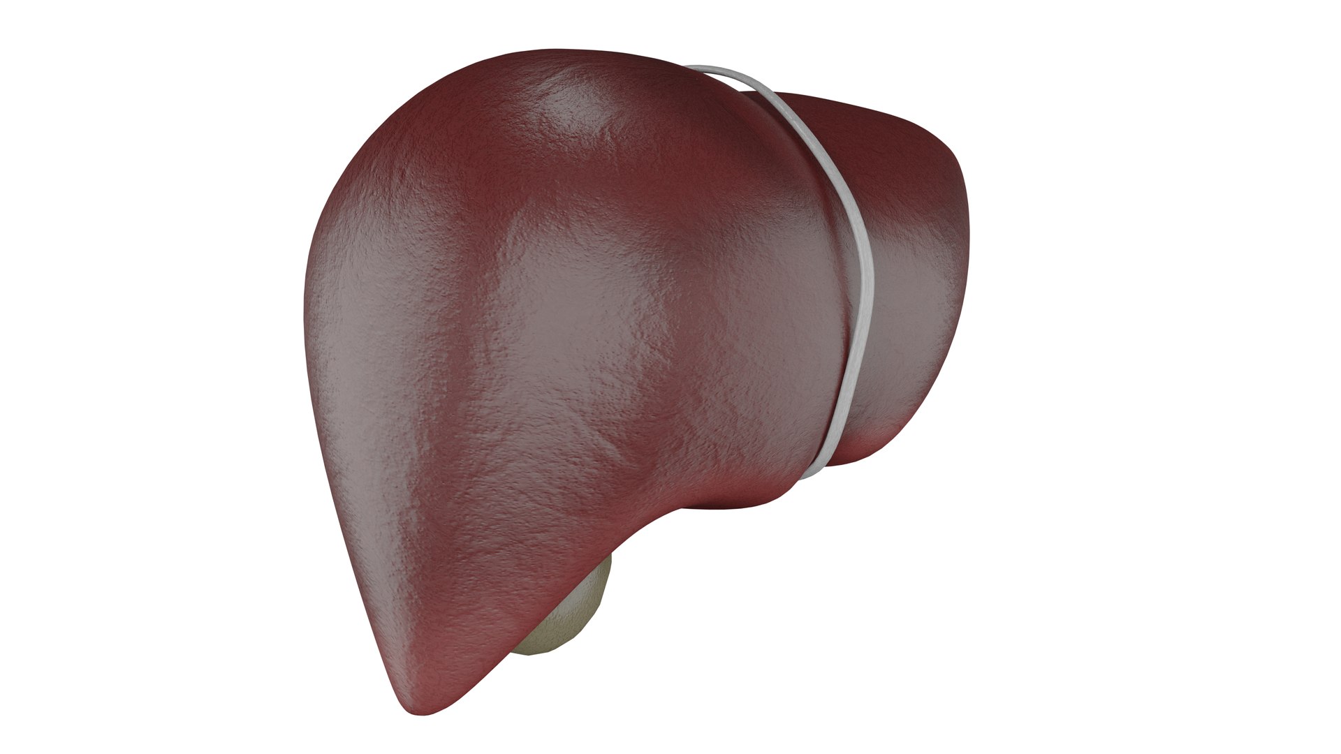 Human Liver 3d Model Realistic Human Liver Anatomy 3d Model