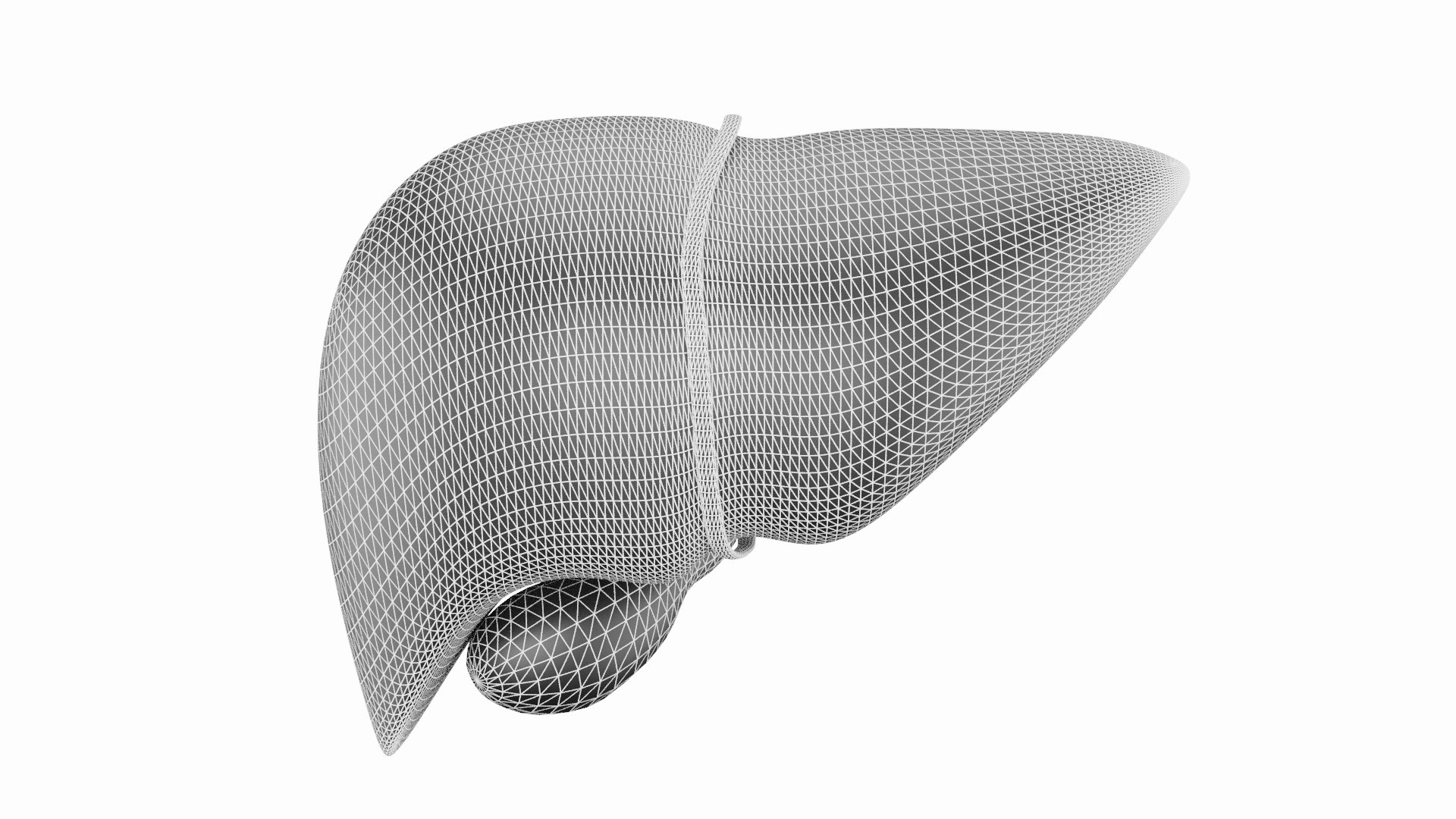 Human Liver 3D Model - Realistic Human Liver Anatomy 3D Model ...