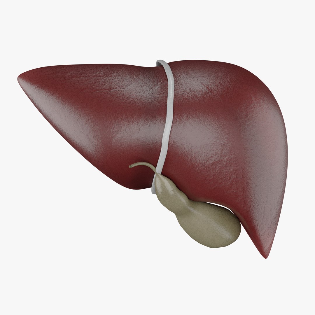 Human Liver 3D Model - Realistic Human Liver Anatomy 3D Model ...