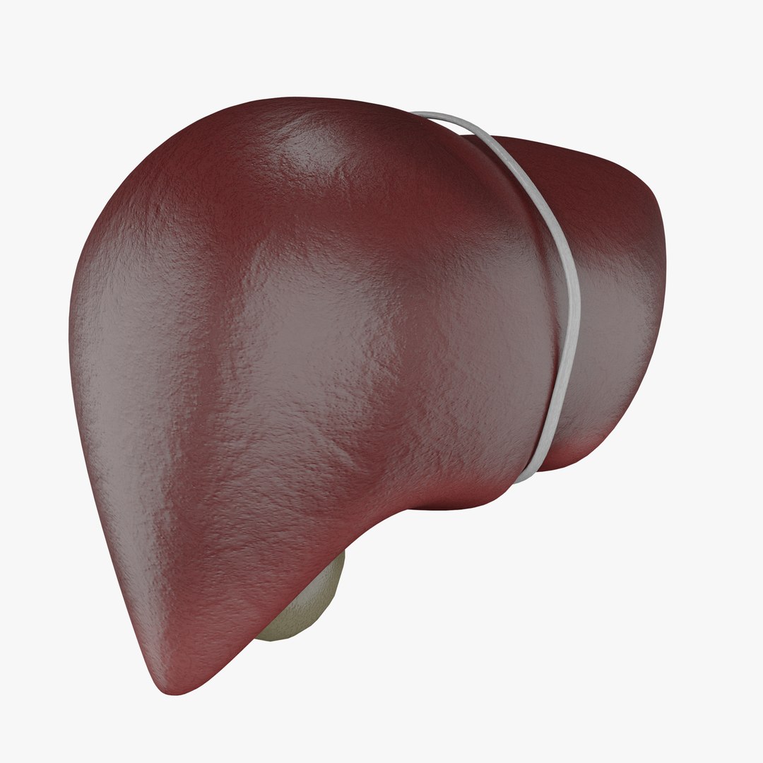 Human Liver 3D Model - Realistic Human Liver Anatomy 3D Model ...