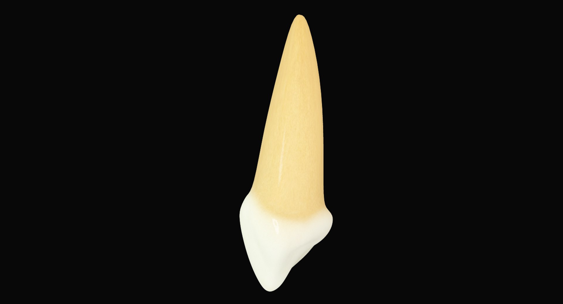 primary canine 3d model