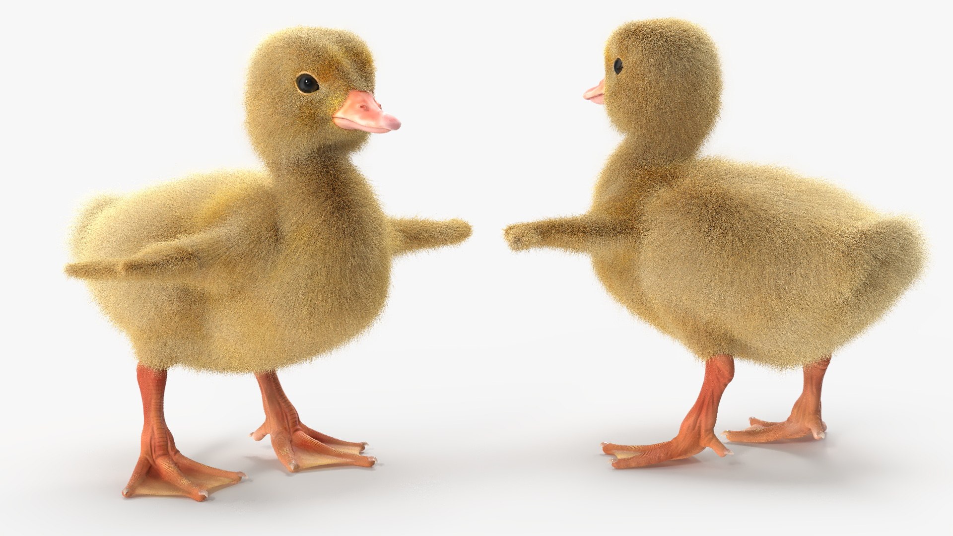 Baby Duckling Fur 3D Model - TurboSquid 2385156