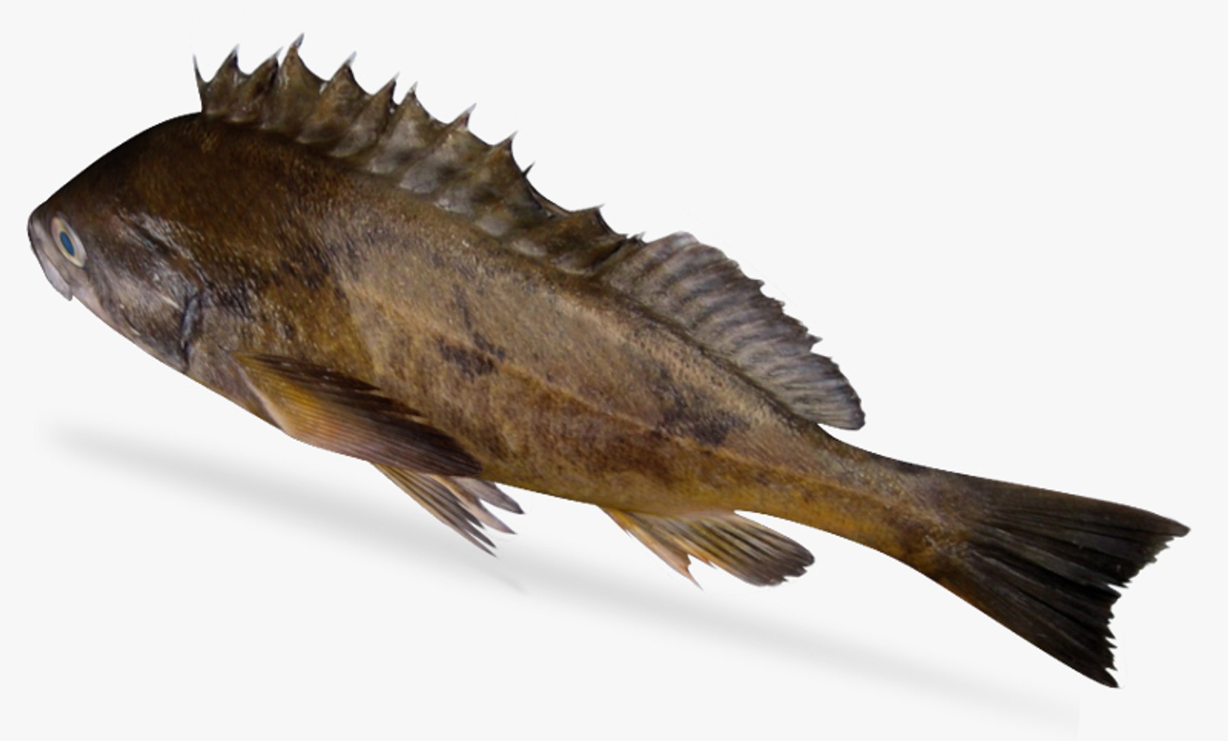 3d squarespot rockfish