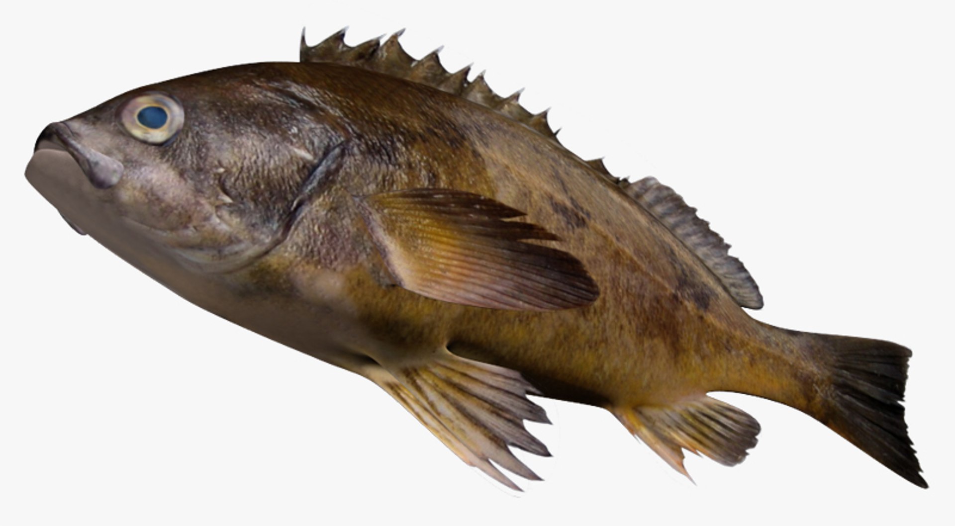 3d squarespot rockfish