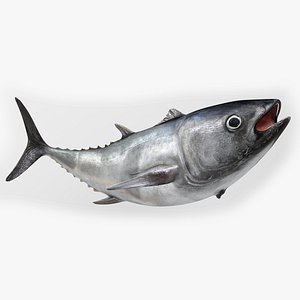 Tuna 3D Models for Download | TurboSquid