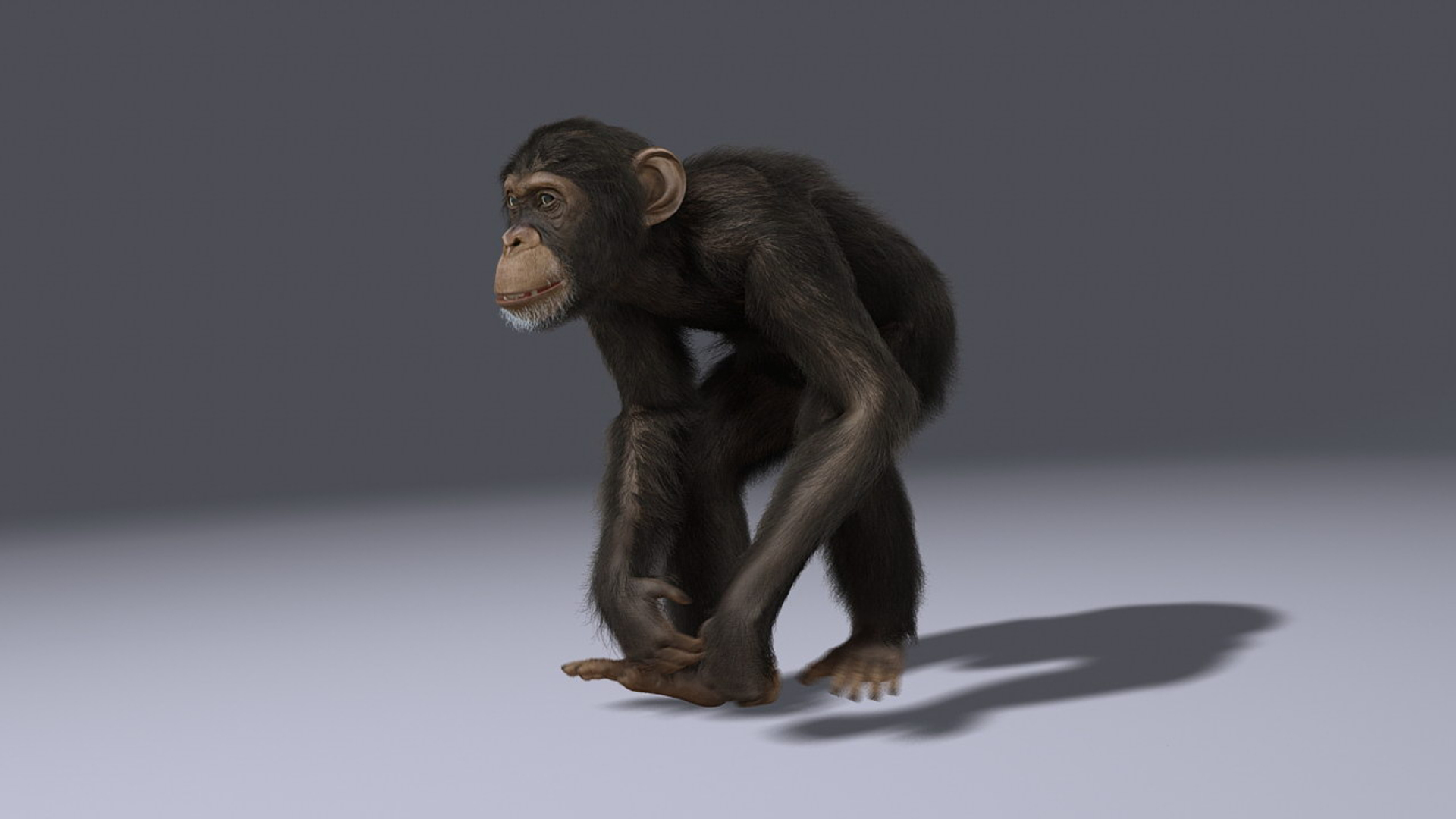 3d chimp fur animation