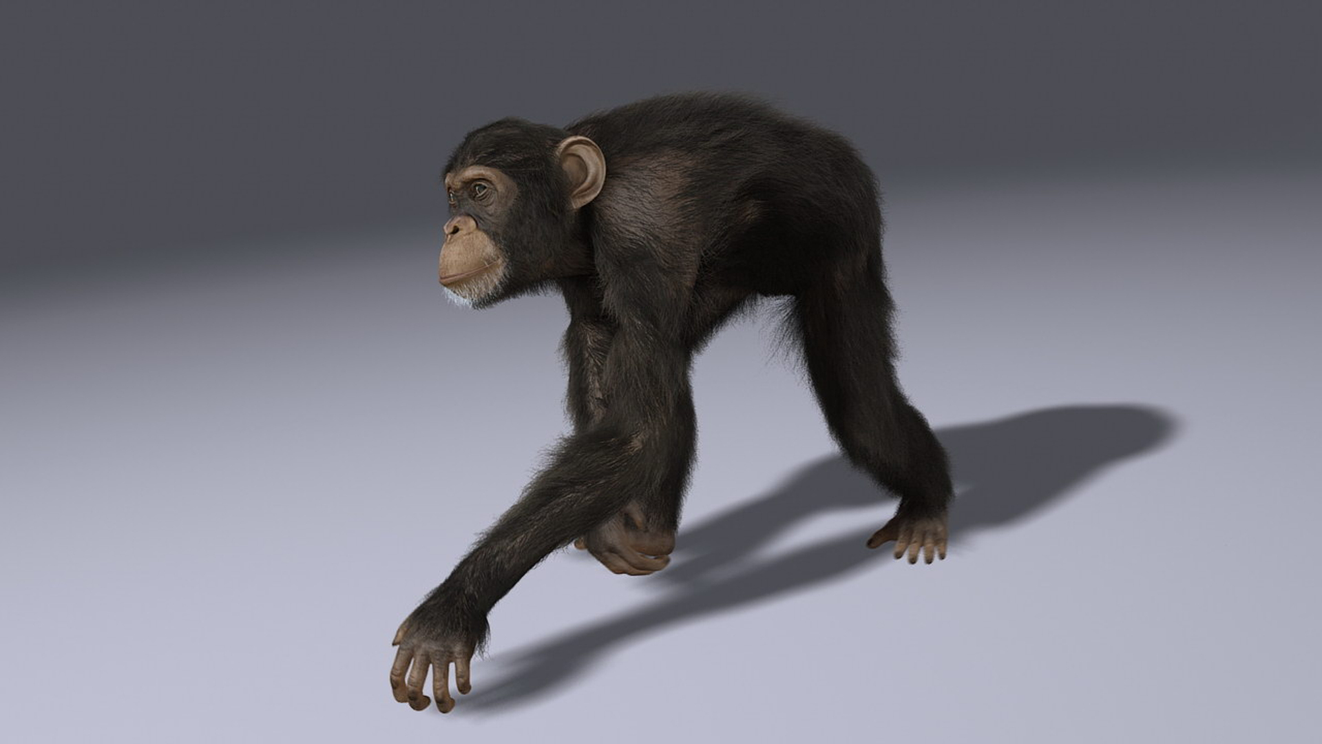 3d chimp fur animation