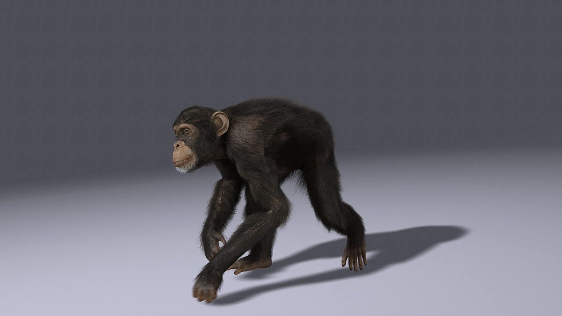 3d chimp fur animation